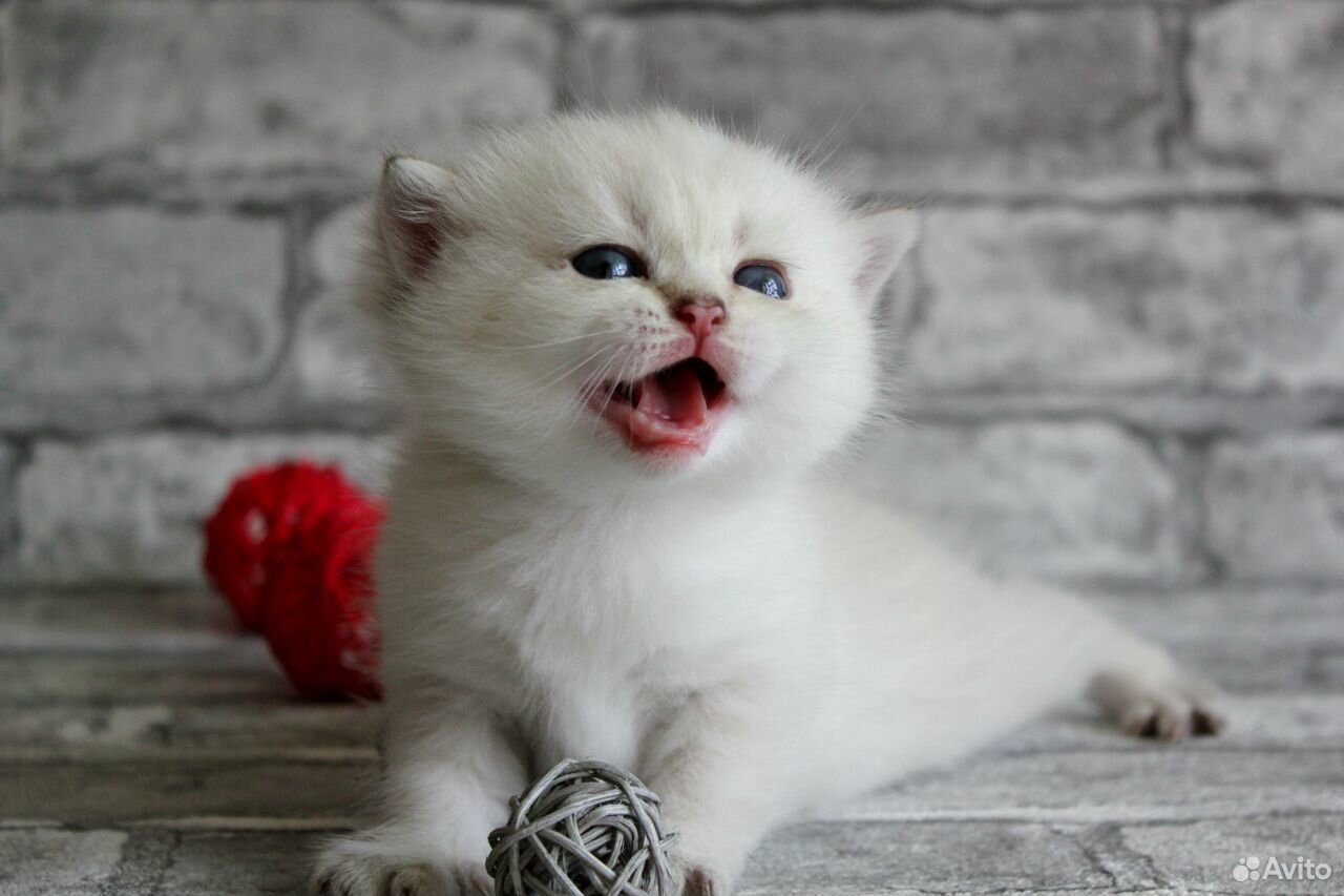 Элитный Мачо в роскошной шубке колор пойнт