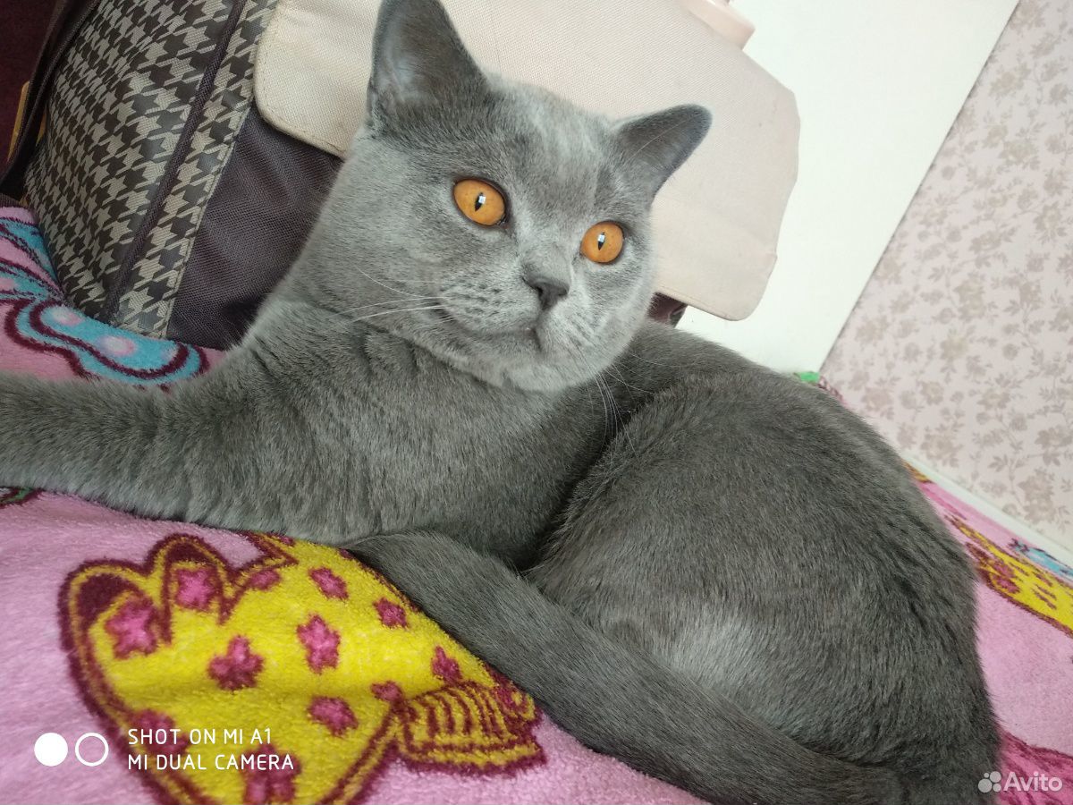 Британский кот