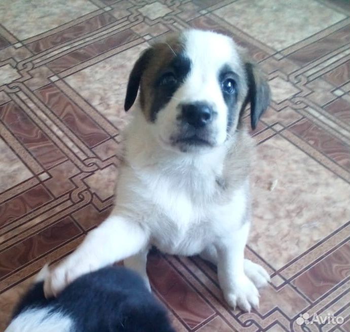 Метис в добрые руки