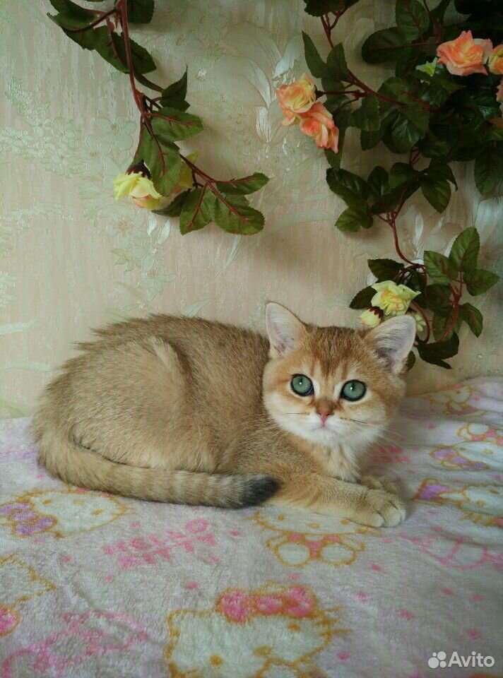 Золотая красотка