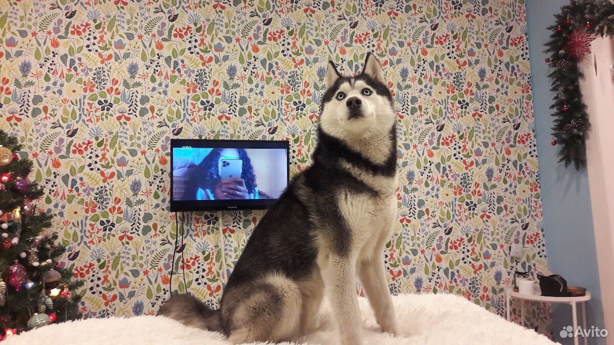 Кобель сибирский хаски вязка