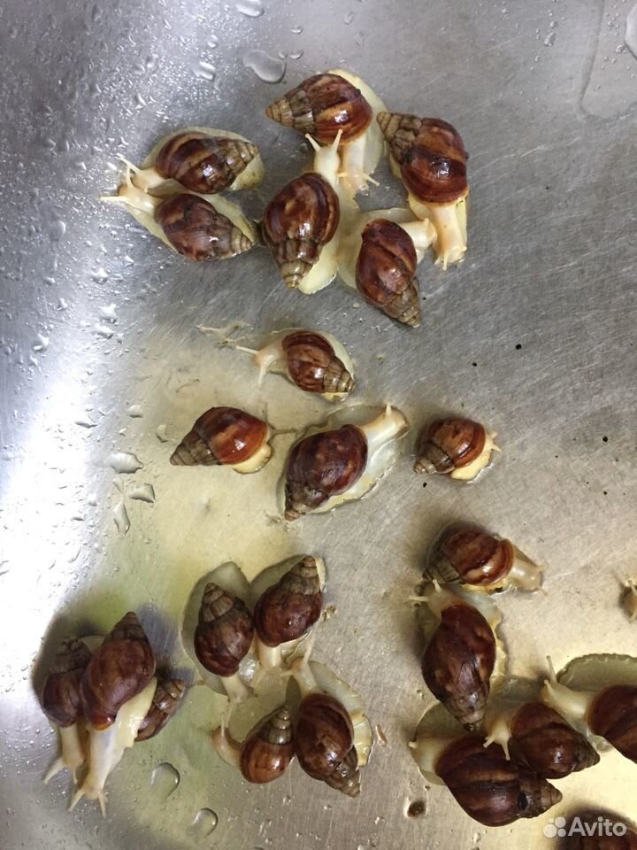 Ахатины альбино