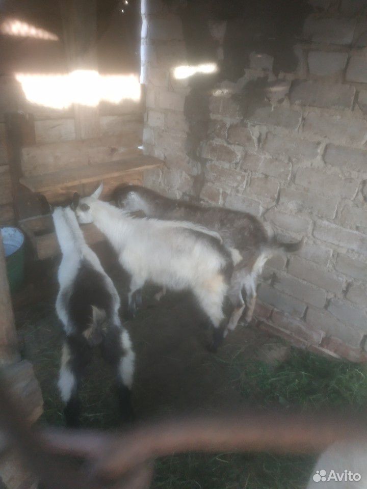 Козлята поместные