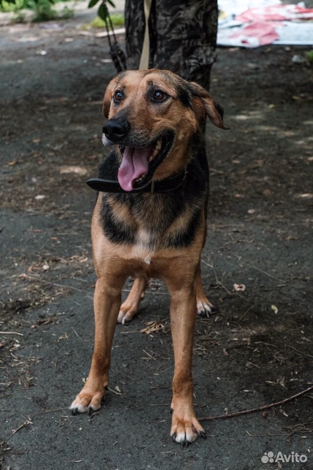 Статный охранник Федя в добрые руки