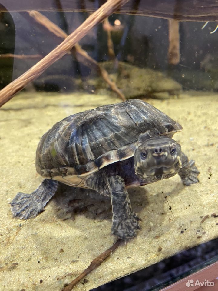 Мускусная черепаха