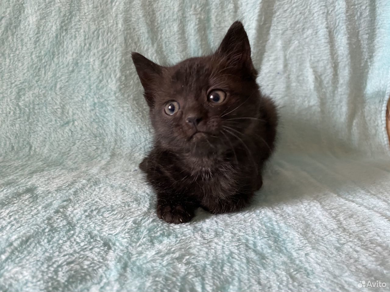Котёнок