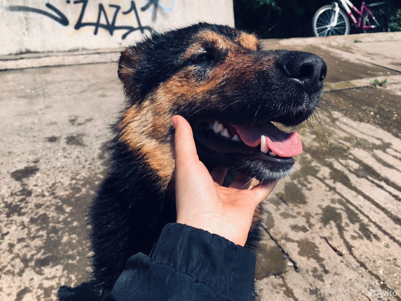 Немецкая овчарка