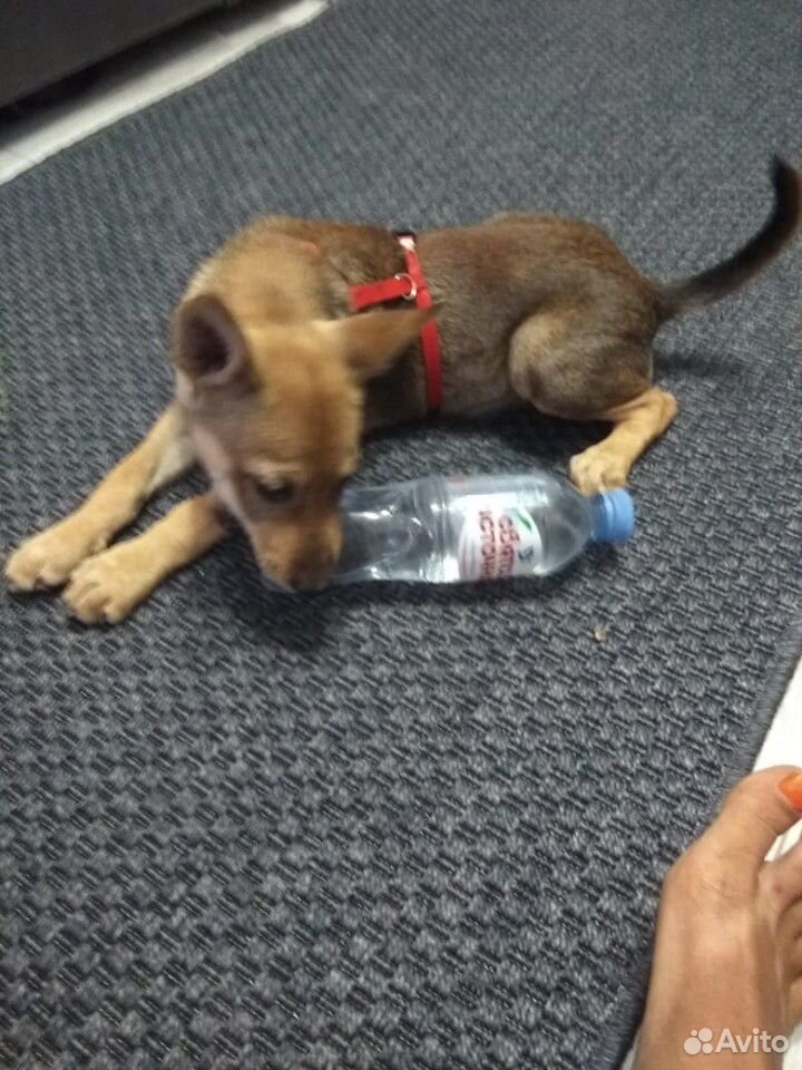 Малорослая щенуля в добрые руки