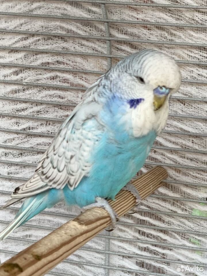 Выствочный волнистый попугай Чех