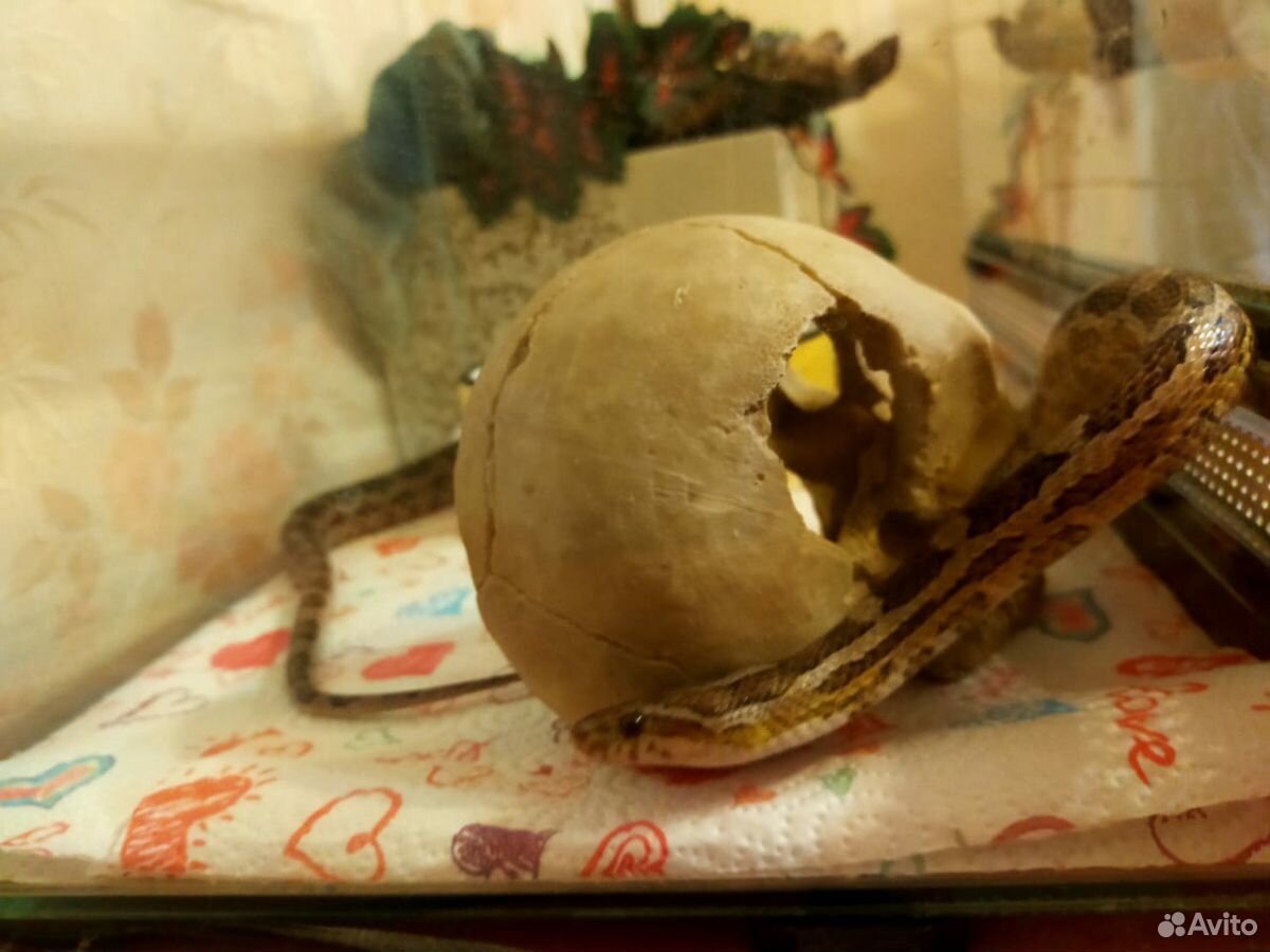 Маисовый полоз