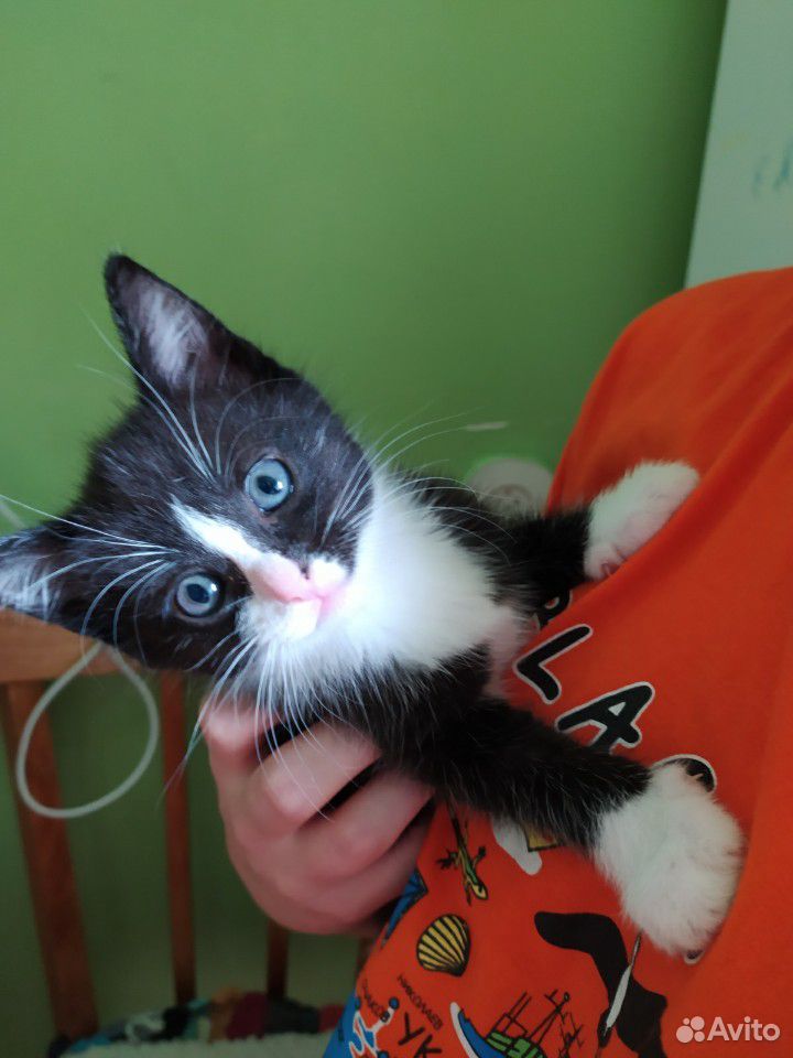 Котенок с голубыми глазками