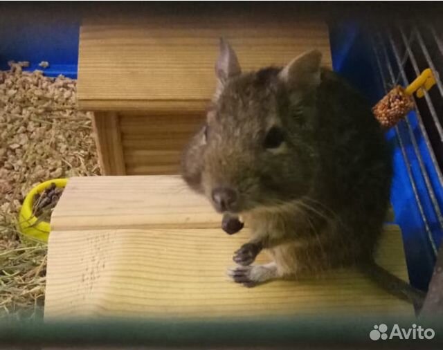 Белка дегу в добрые руки