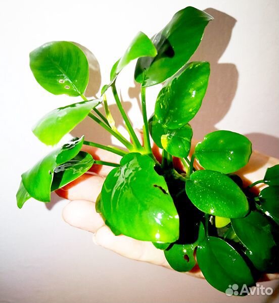 Растение для аквариума Анубис нано Голд