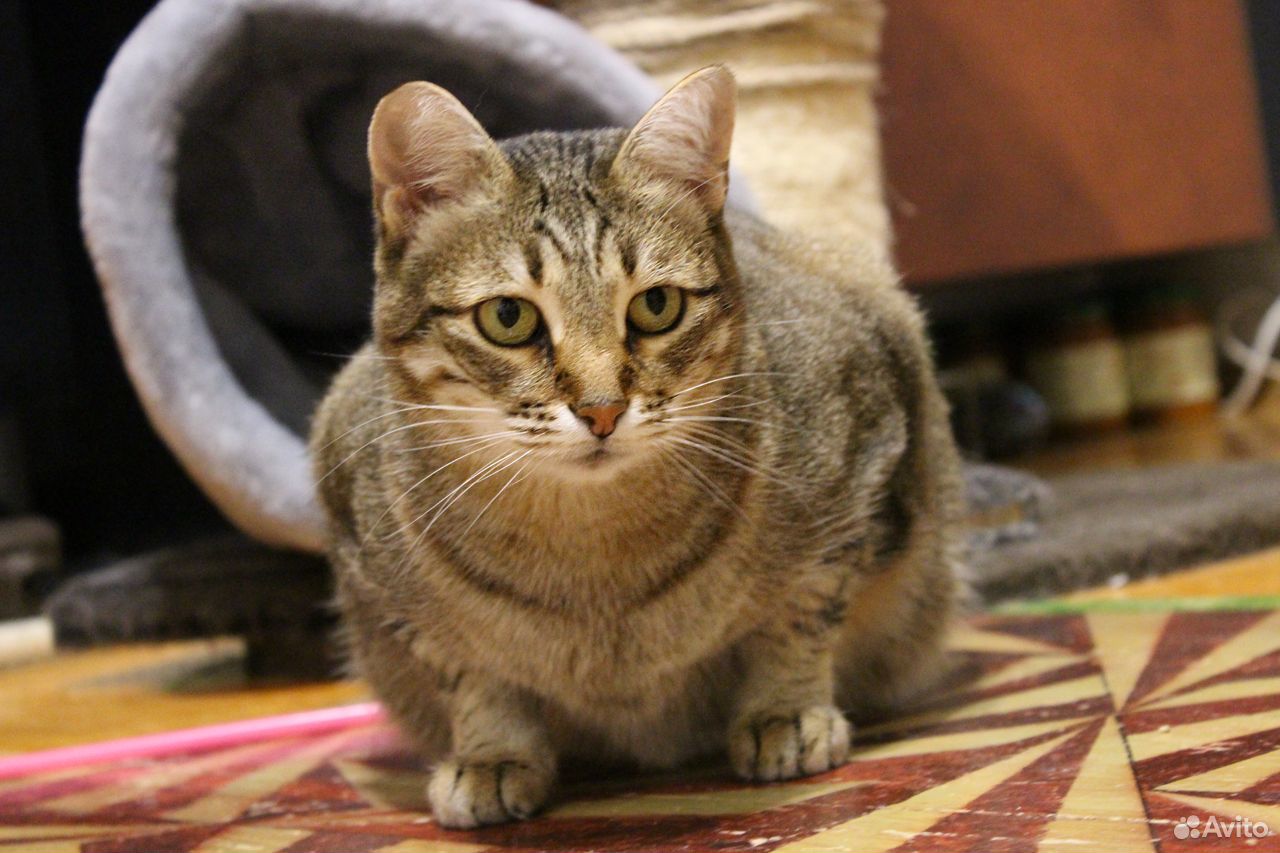 Клеопатра в добрые руки