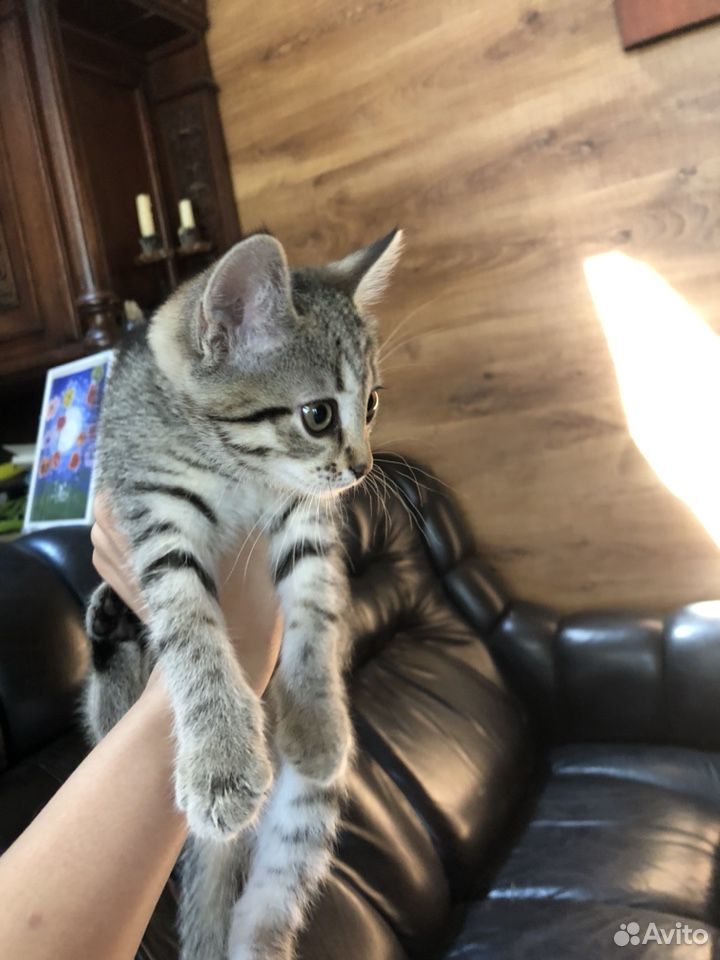 Котёнок в добрые руки:)