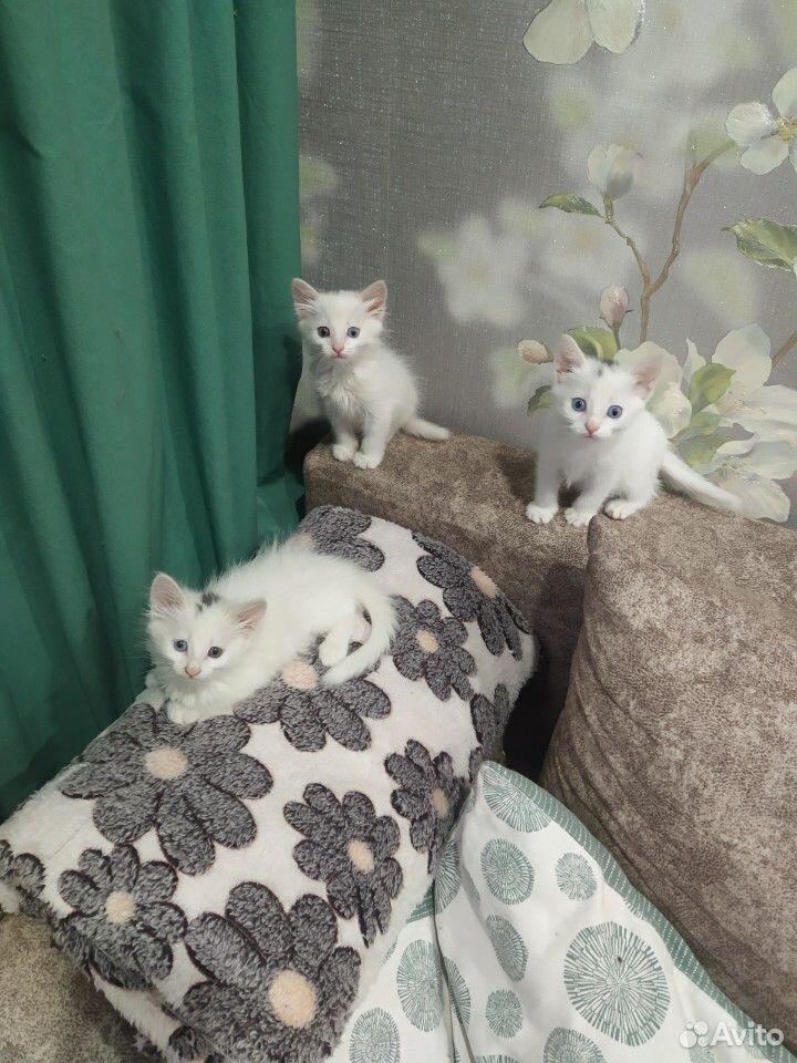 Котята