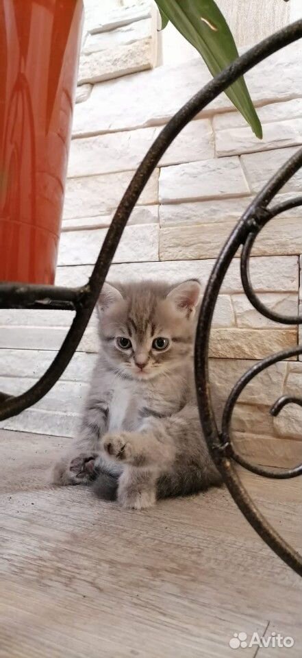 Котята(две девочки)