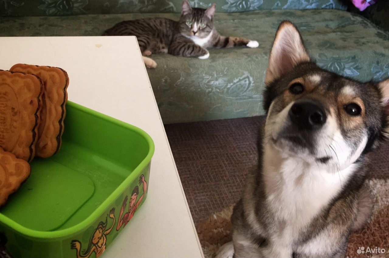 Ищу надёжного и заботливого хозяина