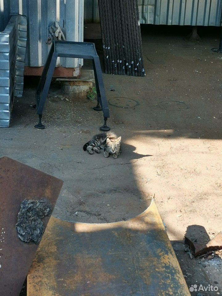 Котенок