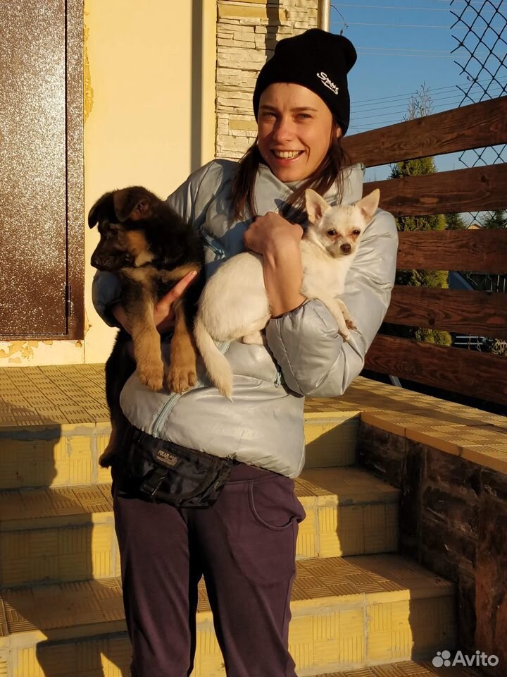 Овчарка от заводчика