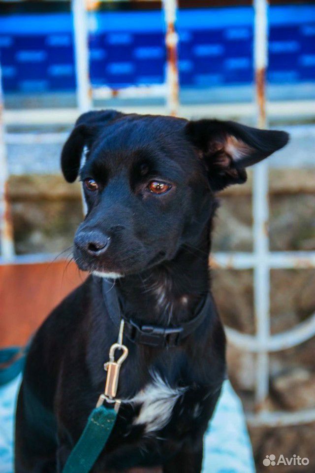 В хорошие руки