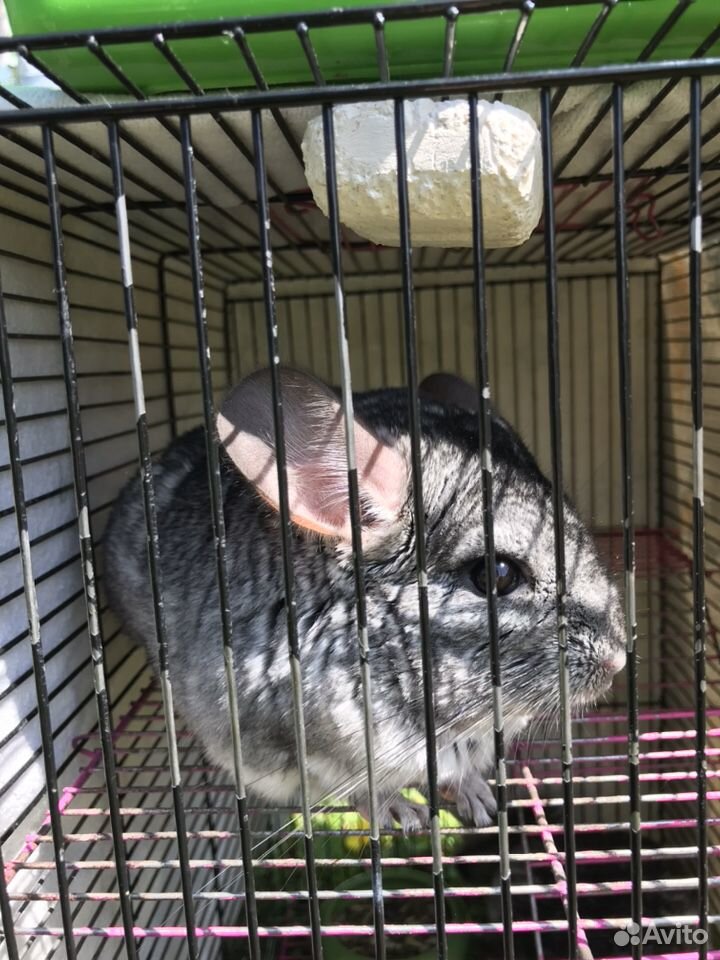 Отдаю самца шиншиллы