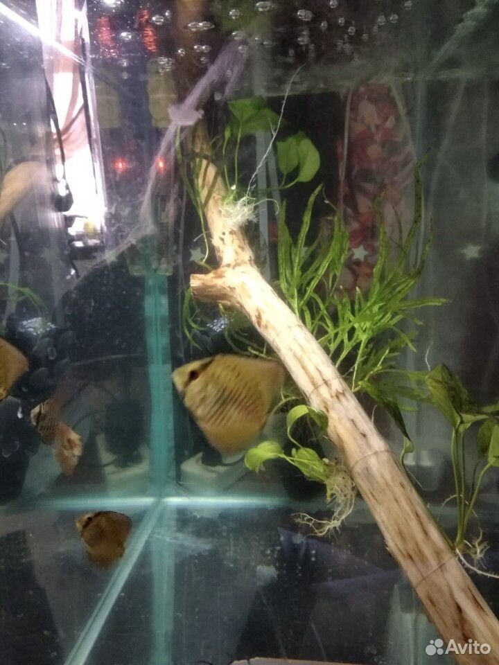 Дискусы с дефектом Обмен