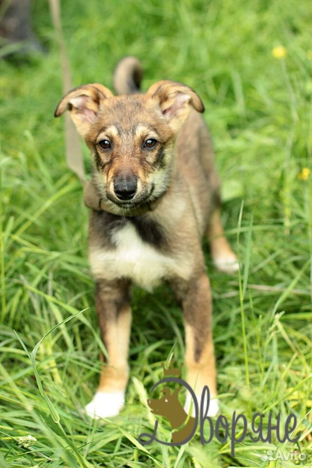 Щенок Спайк в добрые руки