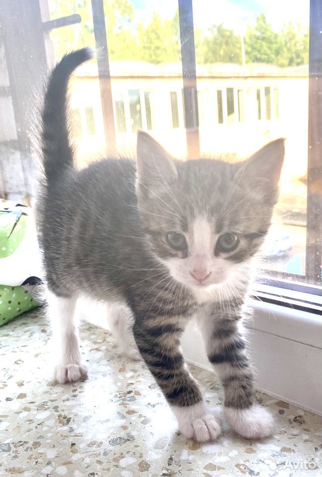 Котёночек мальчик 1 мес