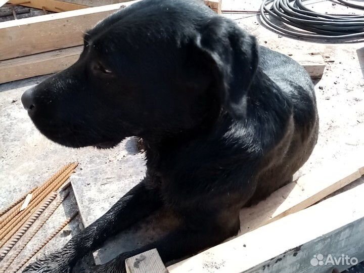 Кабель и сучка