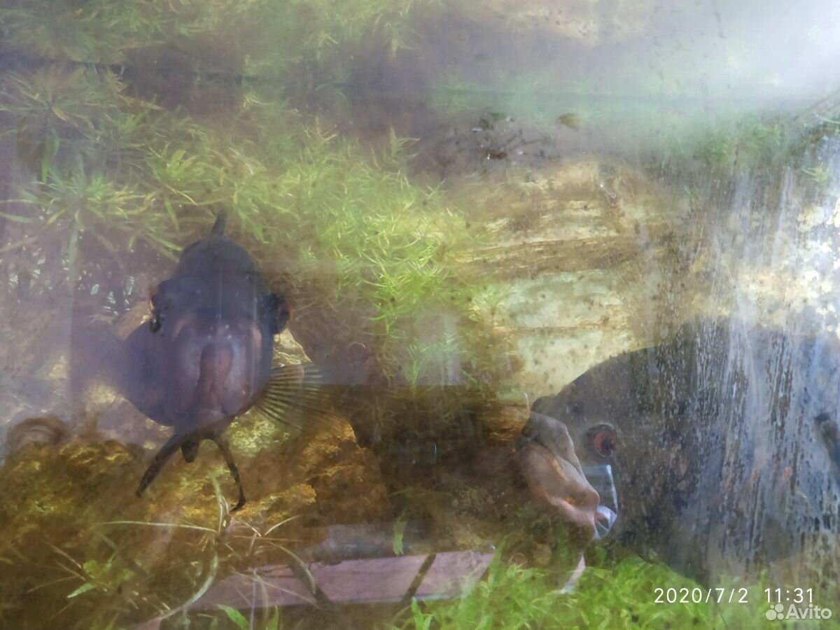 Отдам рыбок