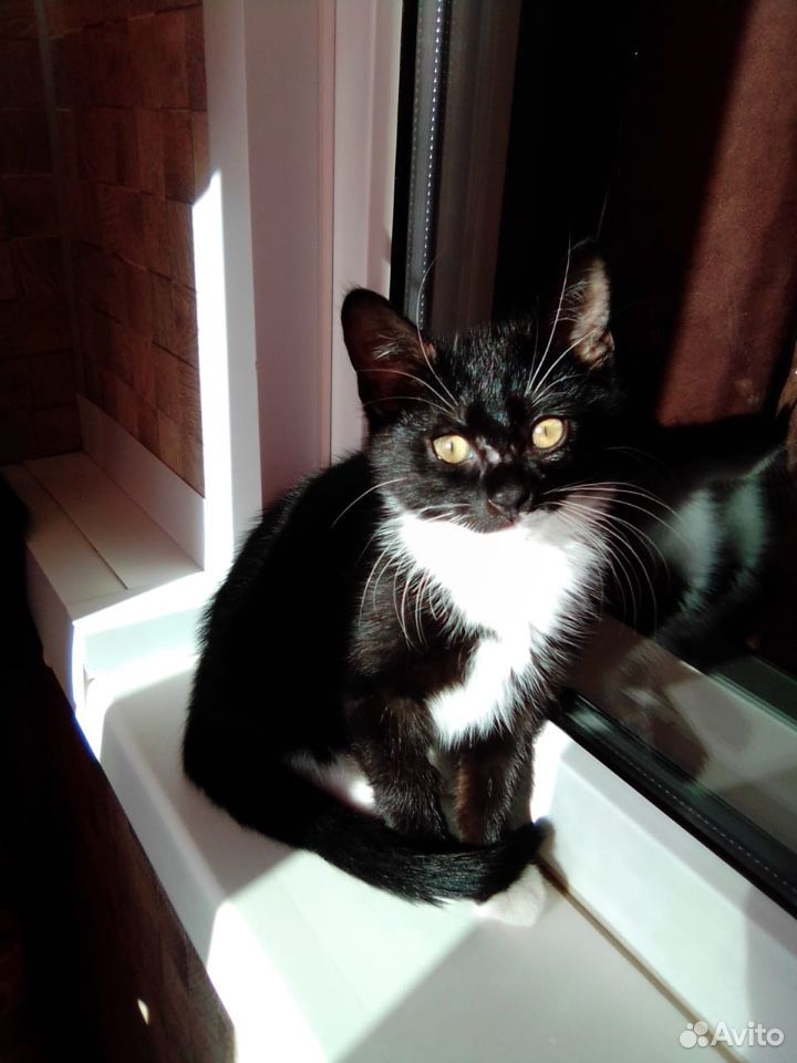 Котята 3 месяца