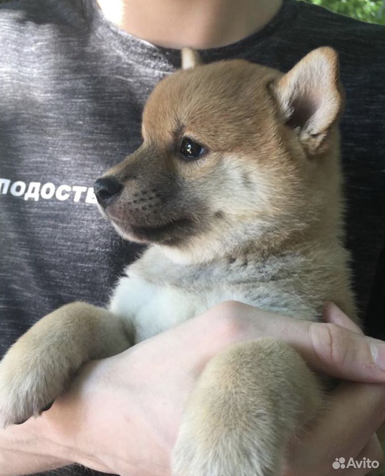 Щенок сиба ину (девочка)