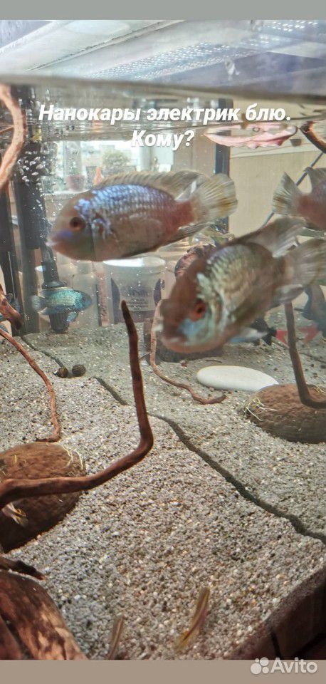 Нанокары электрик блю