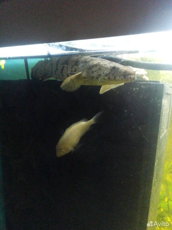 Полиптерус эндлехера