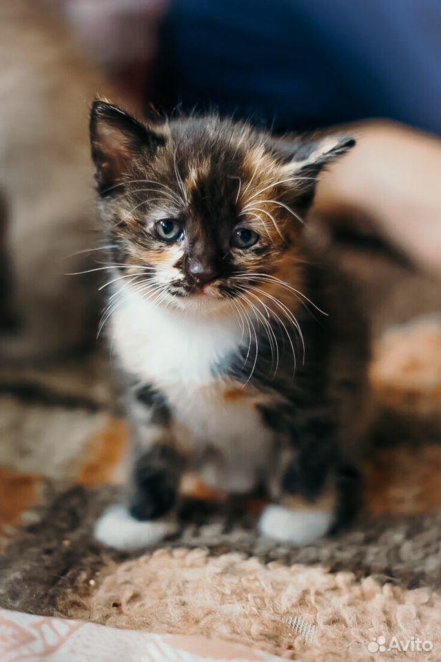 Котёнок