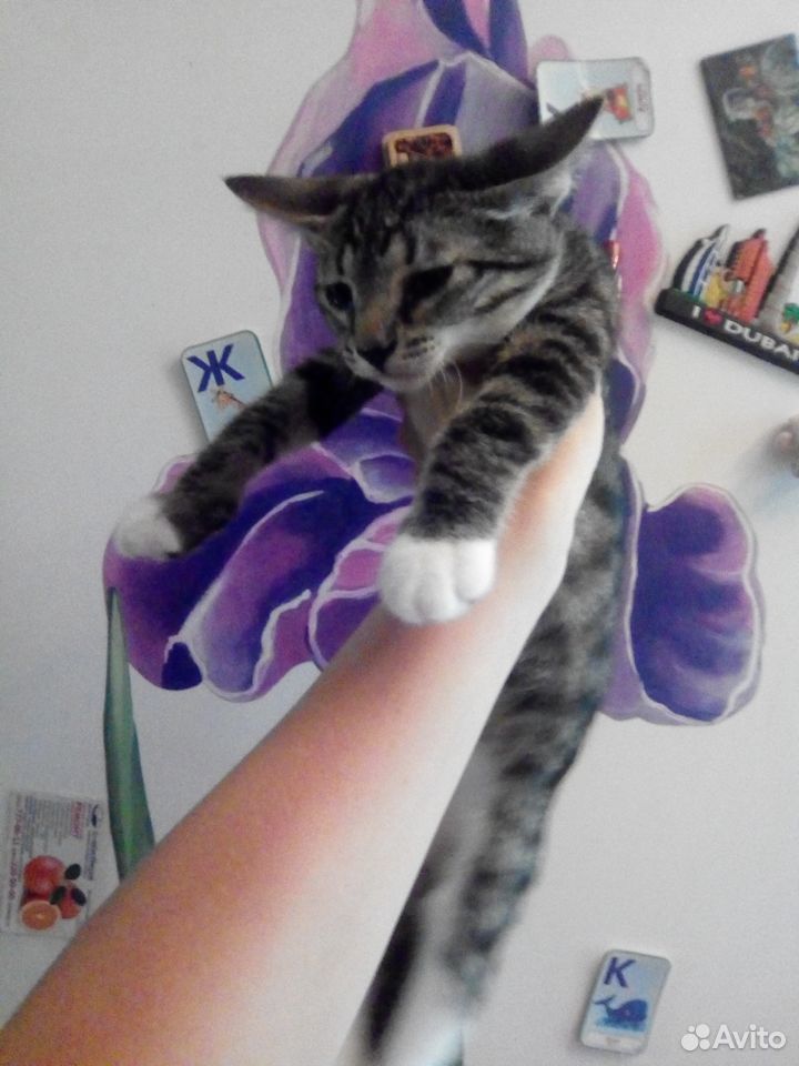 Полосатый котёнок
