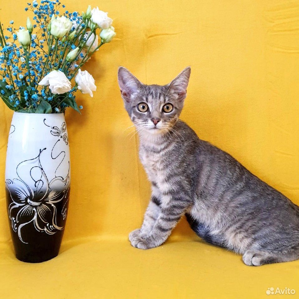 Юный котик-красавец ищет семью