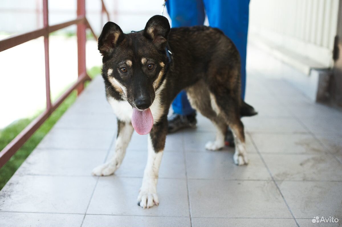 Шелли, красивая собачка