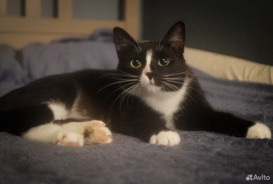 Ханна, 10 месяцев, в добрые руки