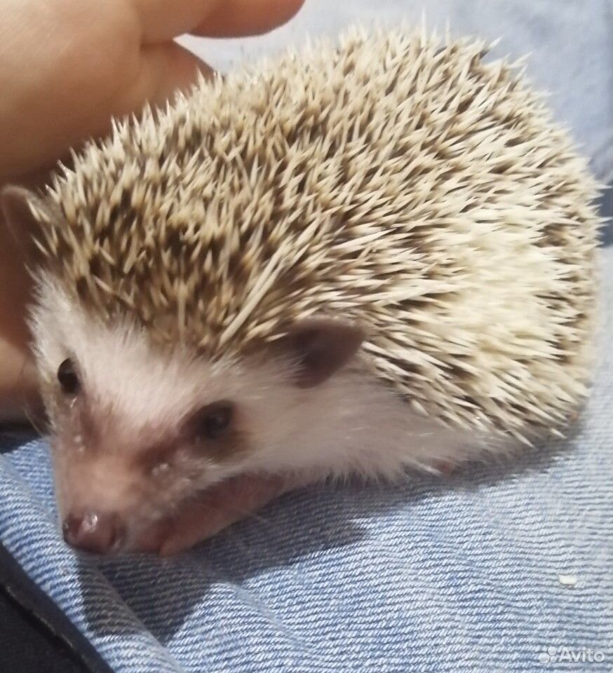 Африканский еж