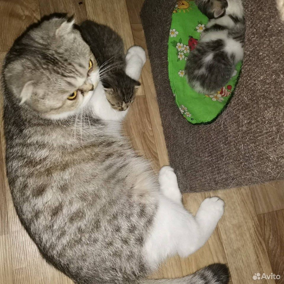 Кошка