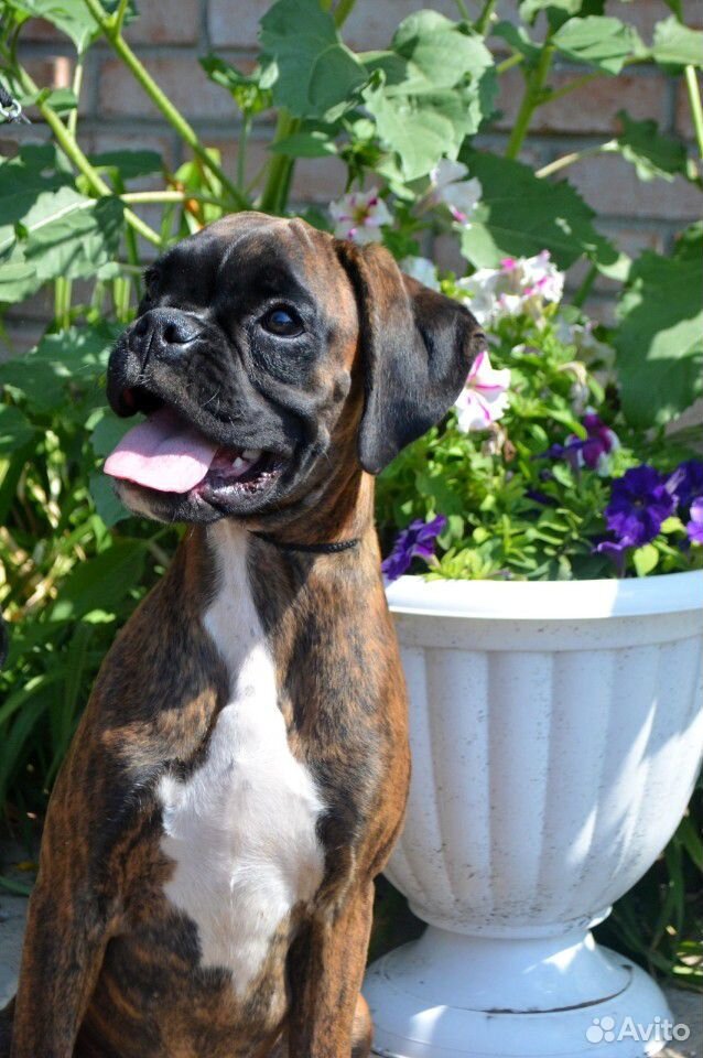 Щенок тигрового боксера девочка