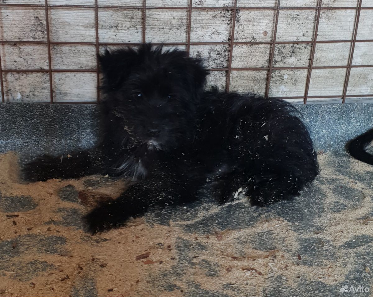 Мальчик кудряшка