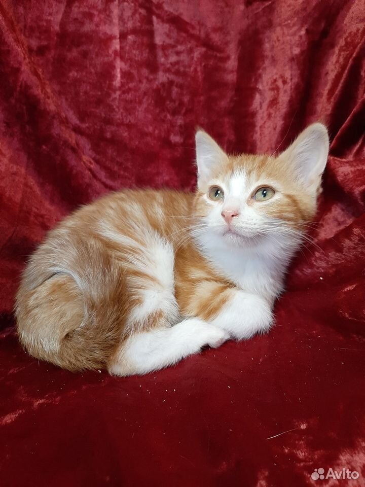 Рыжая красотка 2 мес в дар