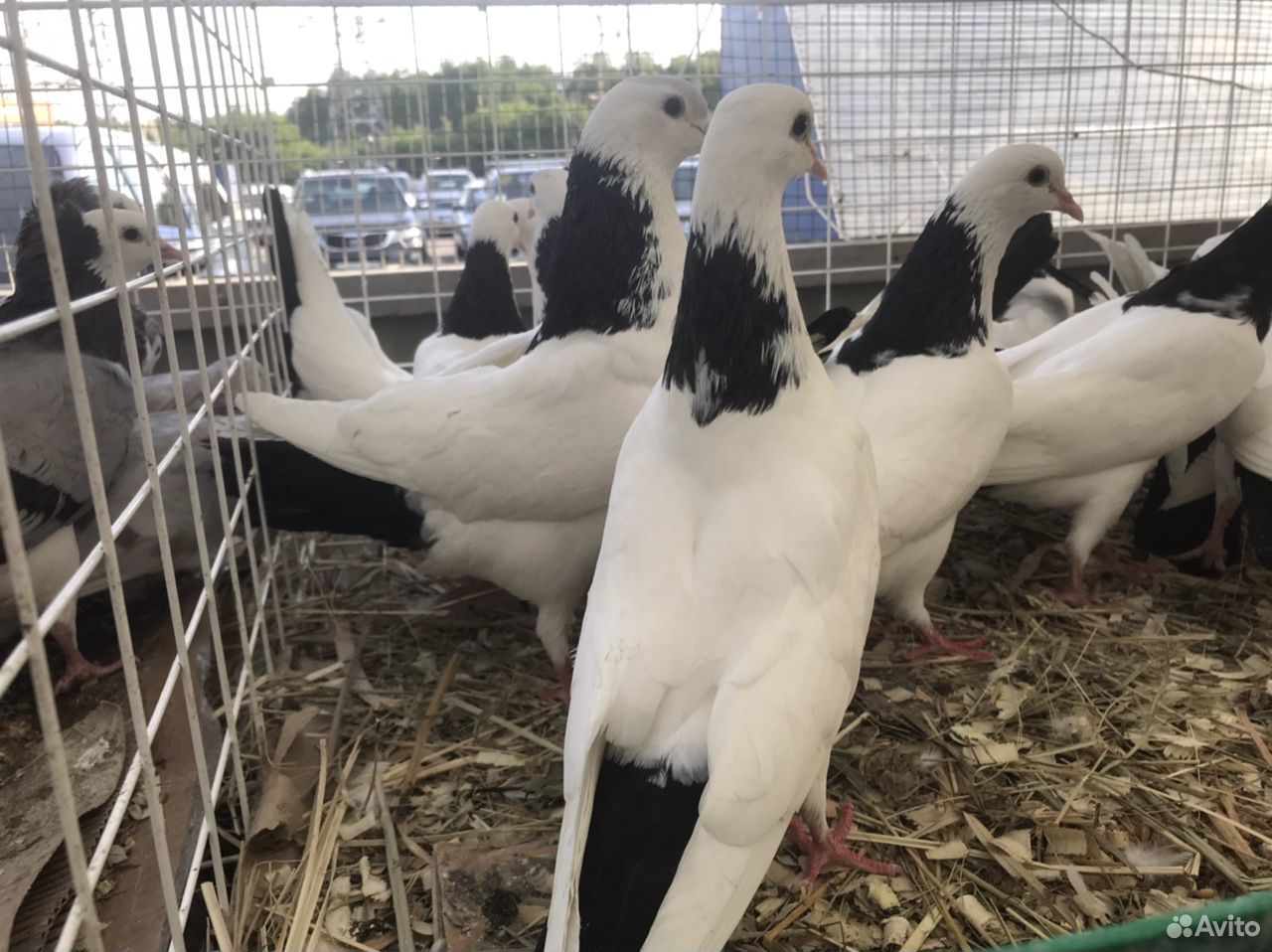 Бакинские Шейки и Акбаши