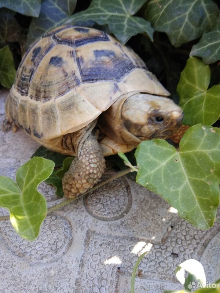 Сухопутные черепахи