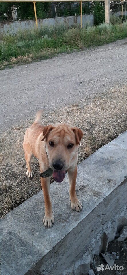 Американский Шарпей