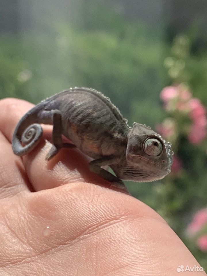 Йеменский хамелеон