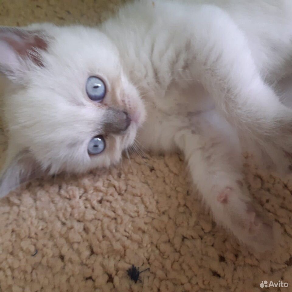Кошка